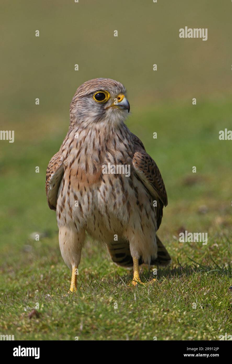Common Kestrel (Falco tinnunculus) first summer male standing on short ...