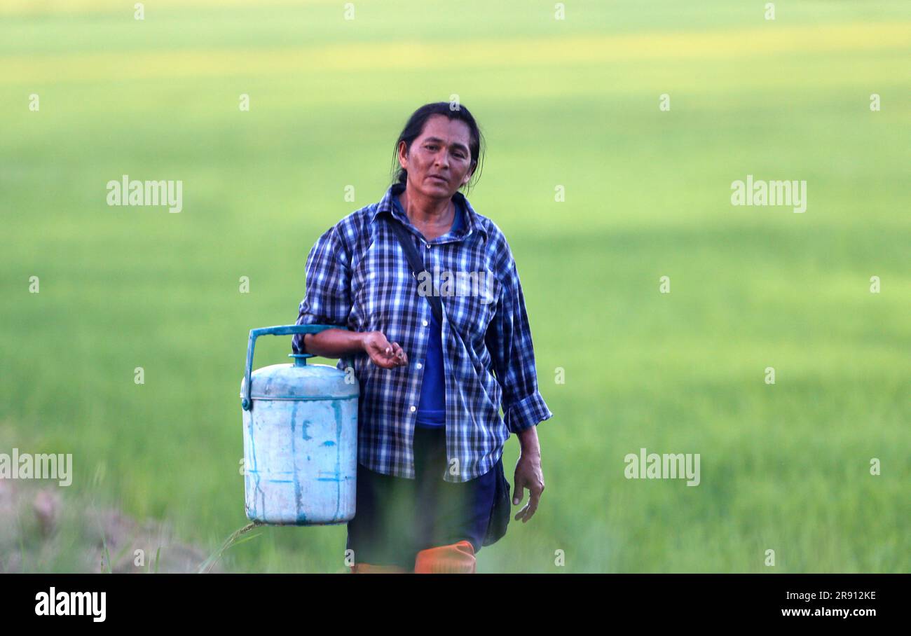 Nakhon Sawan, Thailand. 22nd June, 2023. A female farmer works on her ...