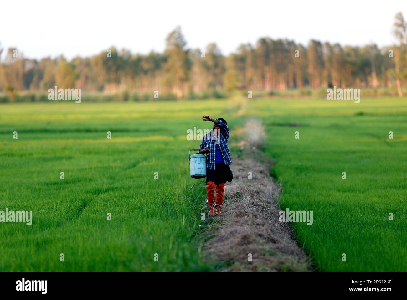 Nakhon Sawan, Thailand. 22nd June, 2023. A female farmer works on her ...
