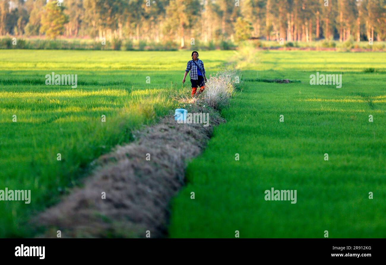 Nakhon Sawan, Thailand. 22nd June, 2023. A female farmer works on her ...