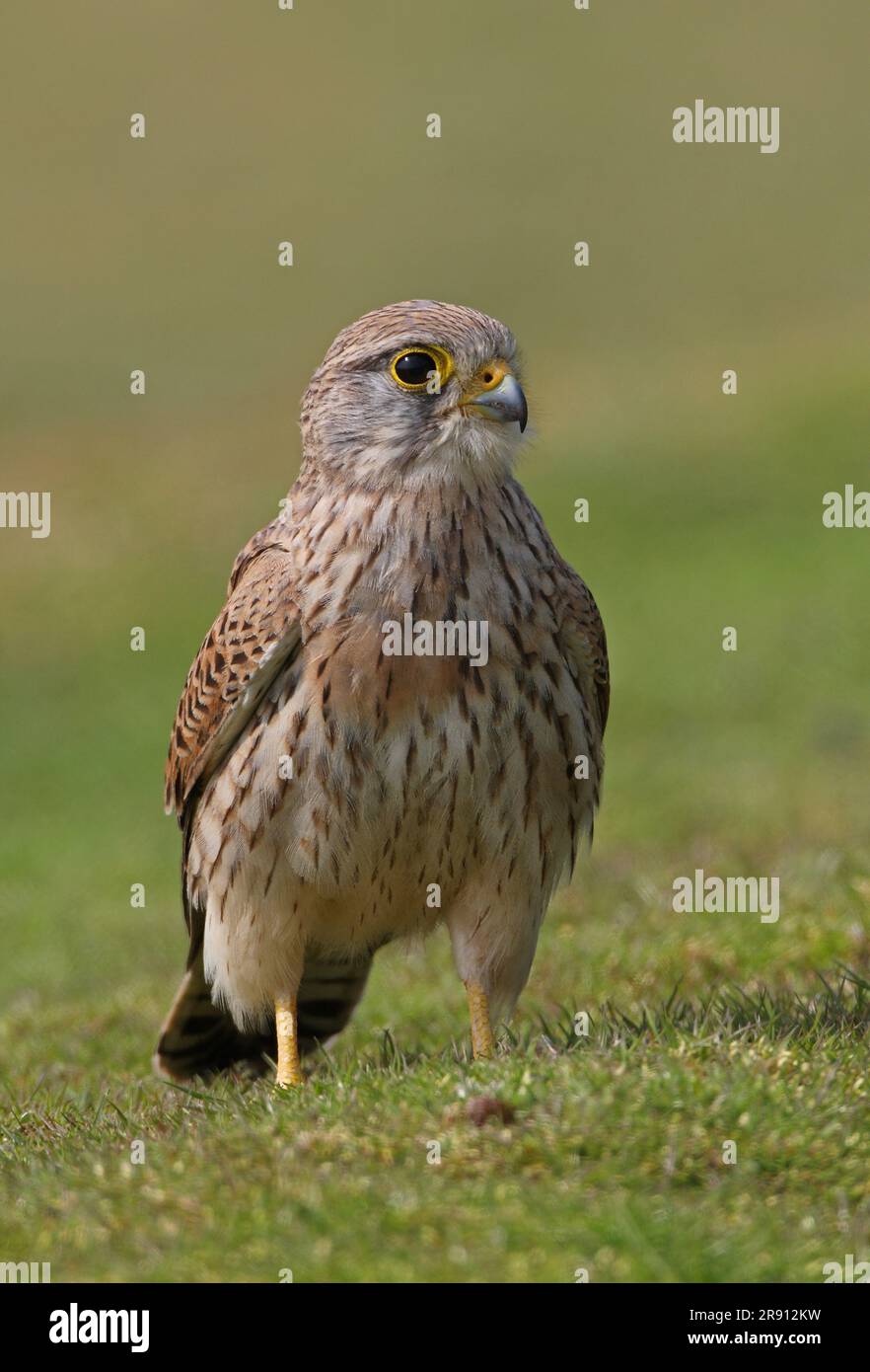 Common Kestrel (Falco tinnunculus) first summer male standing on short ...