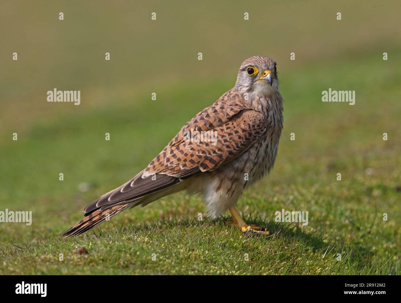 Common Kestrel (Falco tinnunculus) first summer male standing on short ...