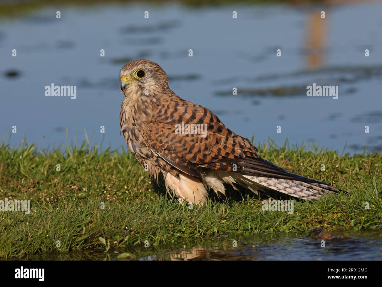 Common Kestrel (Falco tinnunculus) female on ground by pond, wet after ...
