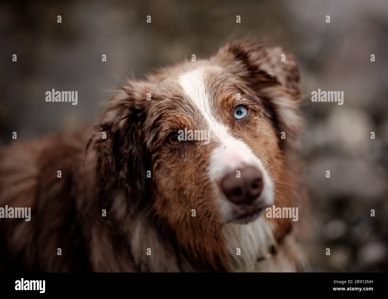 Australian Shepard dogs, wet after playing in Bragg Creek in Alberta ...