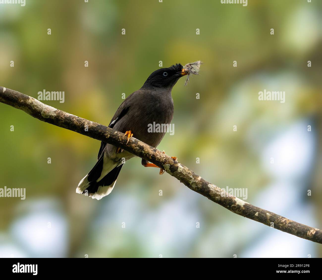 A small black jungle myna perched on a tree branch, intently eating a ...