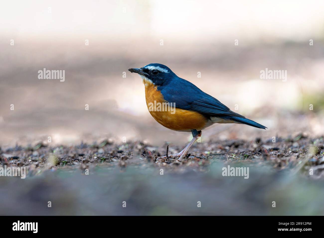 Indian blue robin hi-res stock photography and images - Alamy
