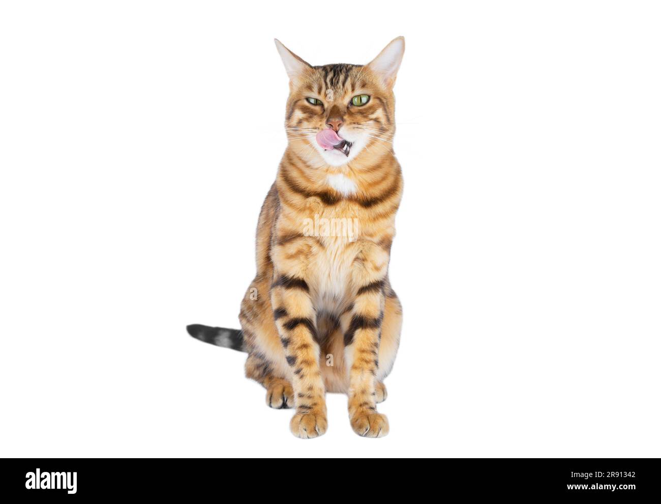 An angry-faced Bengal cat licks its lips Stock Photo - Alamy