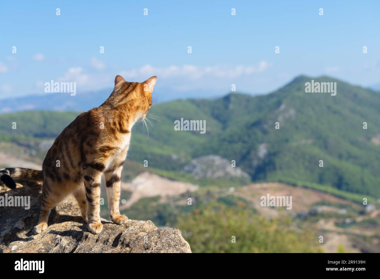 A domestic cat, standing on the top of the mountain, looks back at the ...