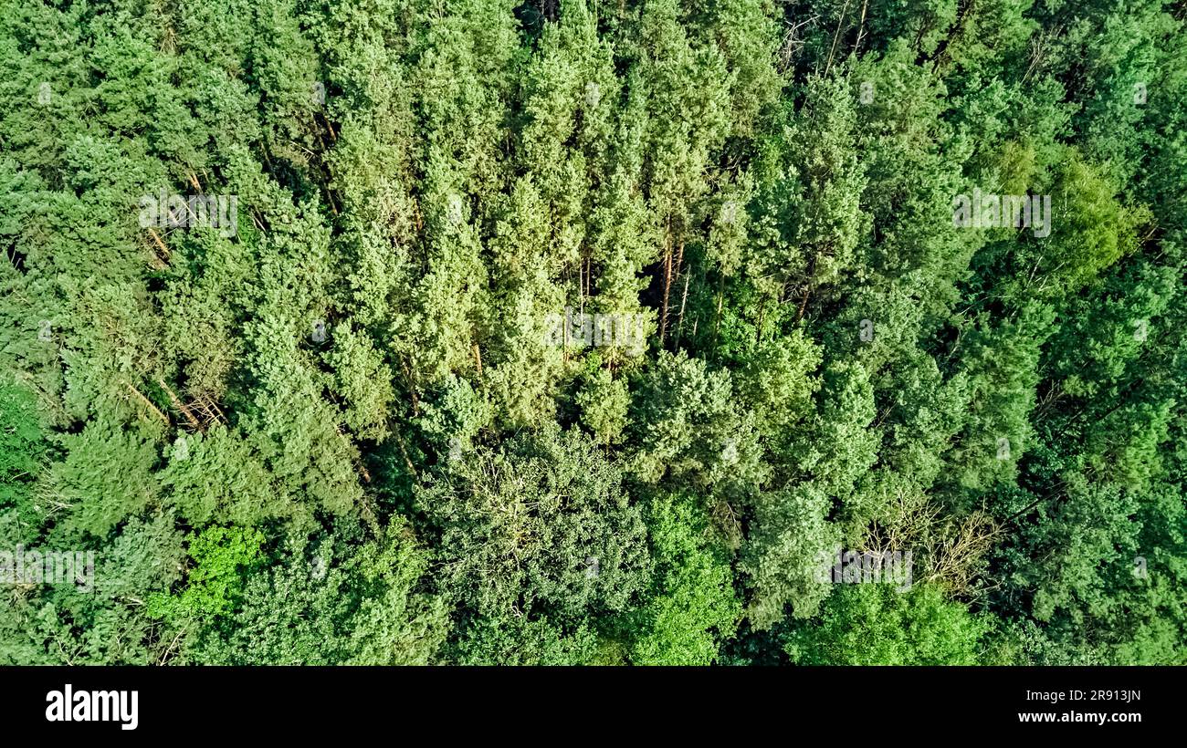 Birds eye aerial top view on wild forest area, green trees from above ...