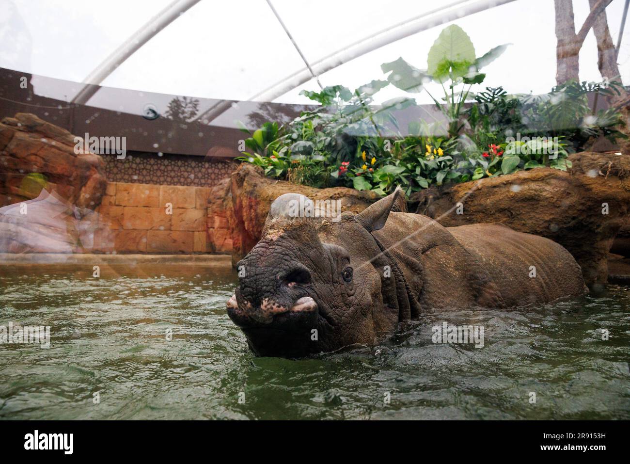 Berlin, Germany. 23rd June, 2023. A tank rhinoceros (Rhinoceros unicornis) swims in the water ...