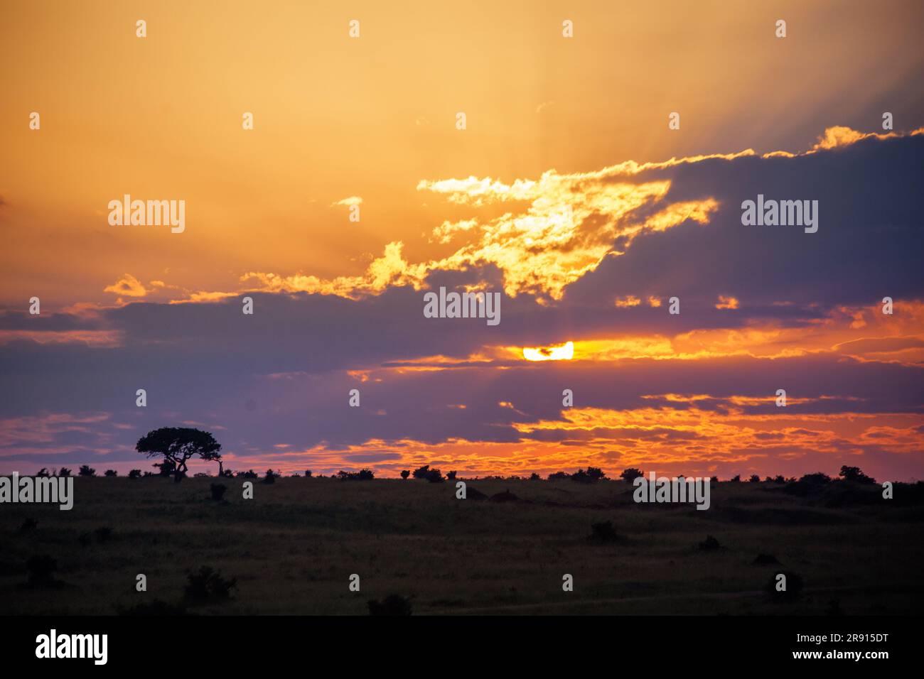 Beautiful sunrise or sunset in african savanna with acacia tree, Masai ...