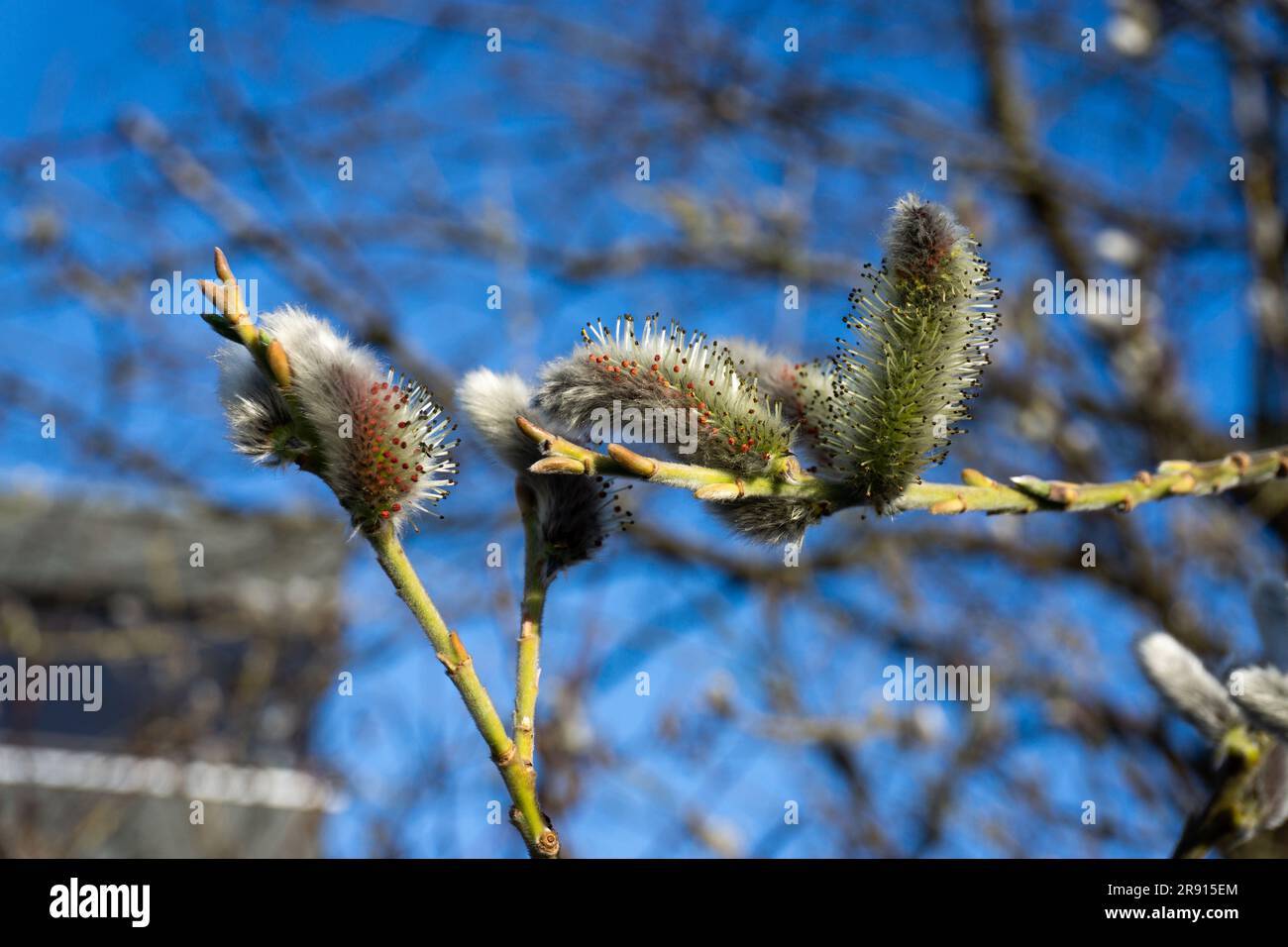 Two small, budding plant stems sprouting from a tree branch against a ...