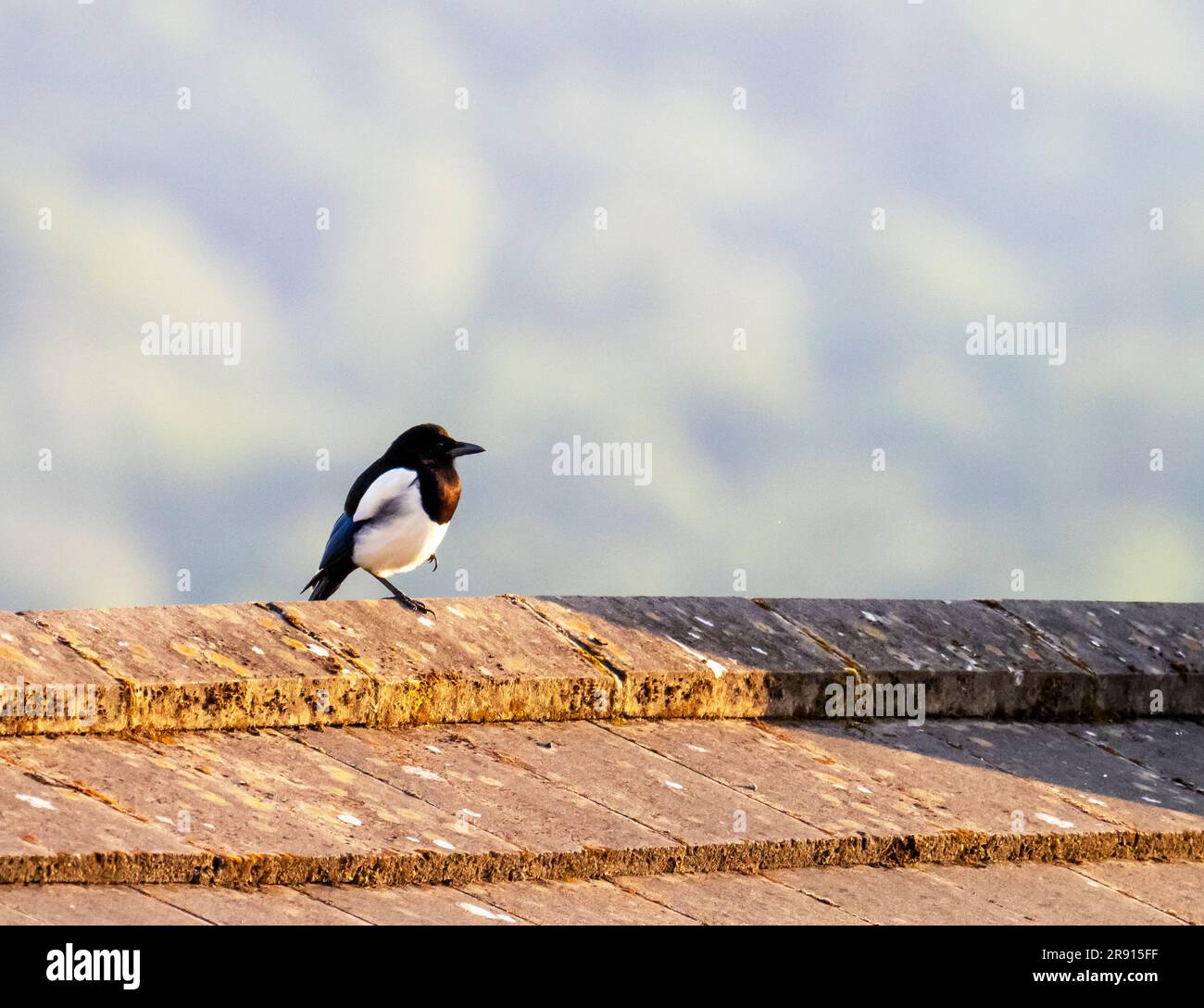 A Magpie, Pica pica on a house roof in Ambleside, Lake District, UK ...