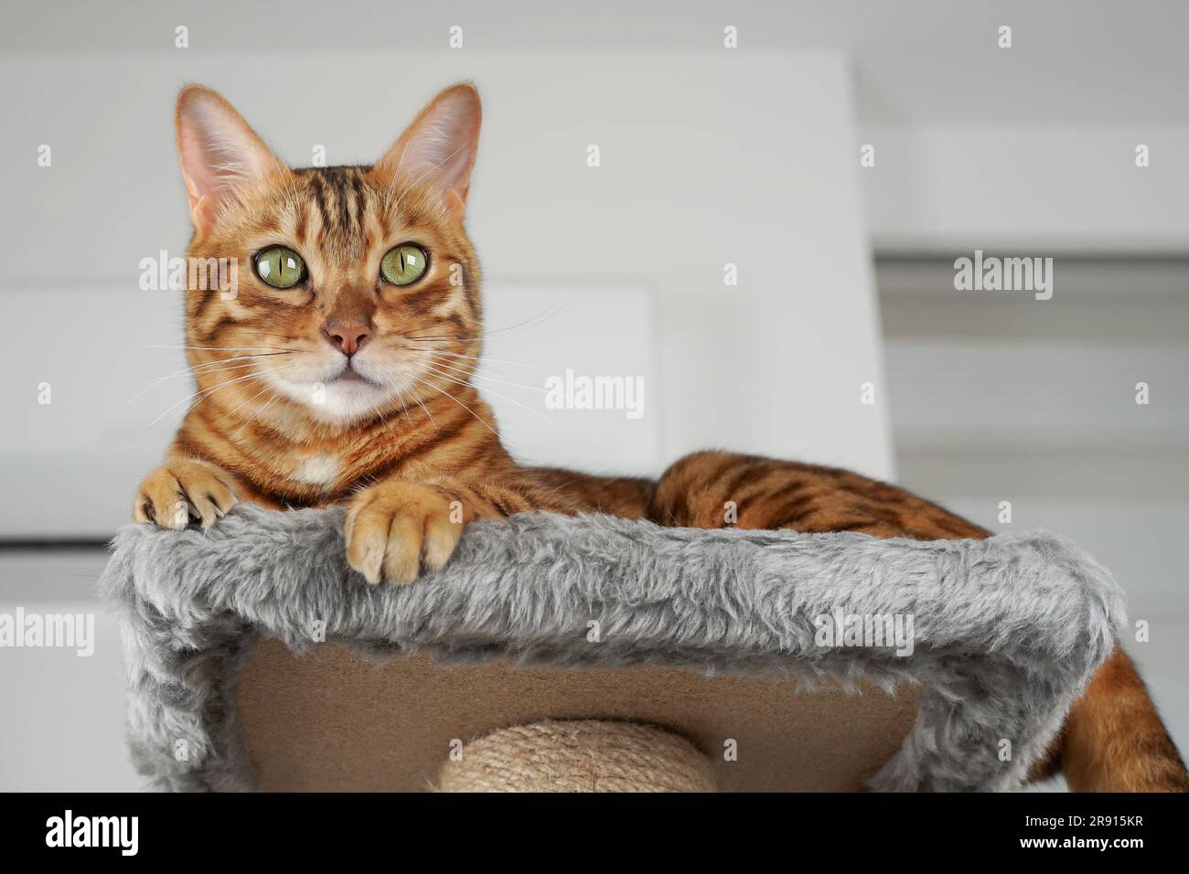 Domestic cat lying on a scratching post. View from the bottom corner ...