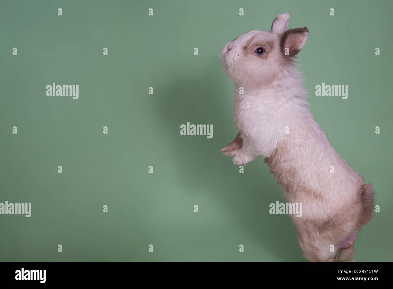 A cute rabbit stands on its hind legs on a green background. Empty ...