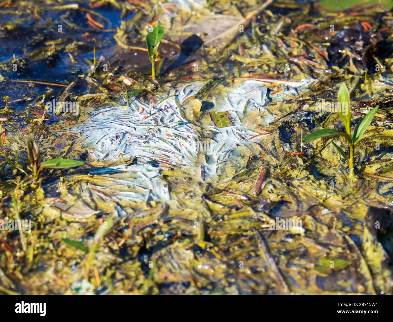 Cyanobacteria blooming hi-res stock photography and images - Alamy