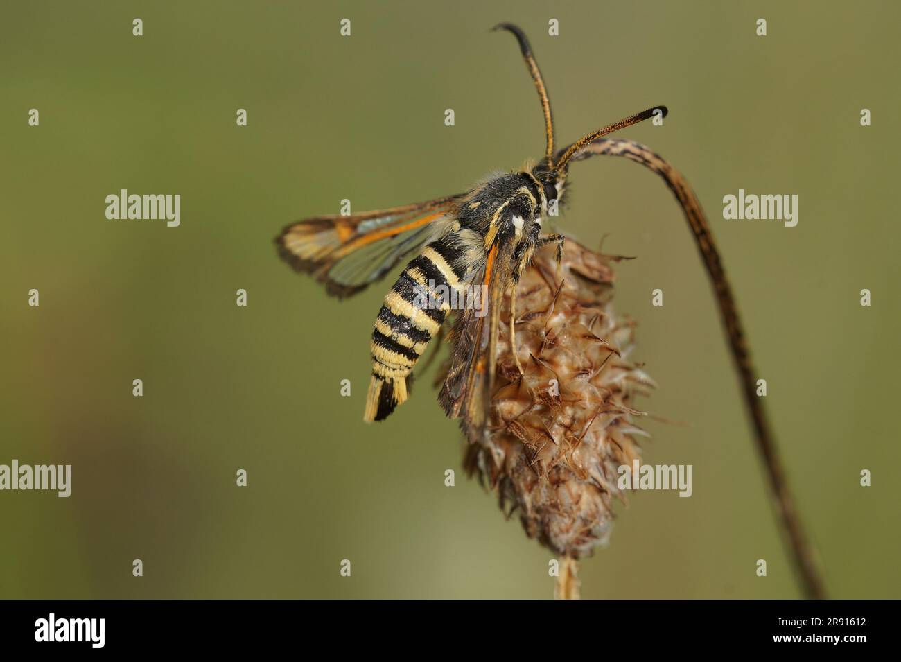 Natural closeup on the six-belted clearwing moth, Bembecia ...