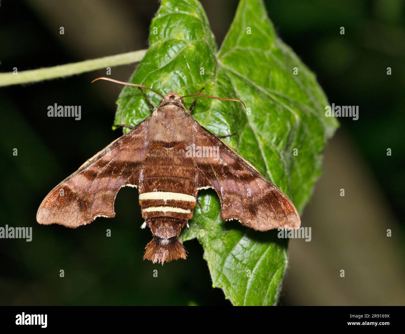 Sphingidae family hi-res stock photography and images - Alamy