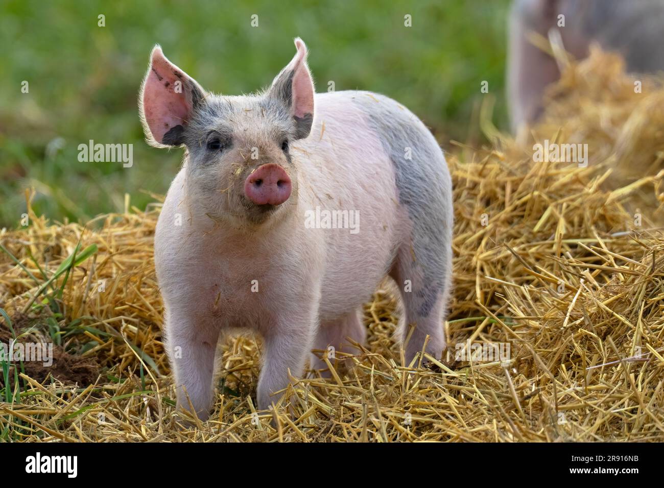 Piglet-Sus scrofa domesticus. Norfolk Stock Photo - Alamy