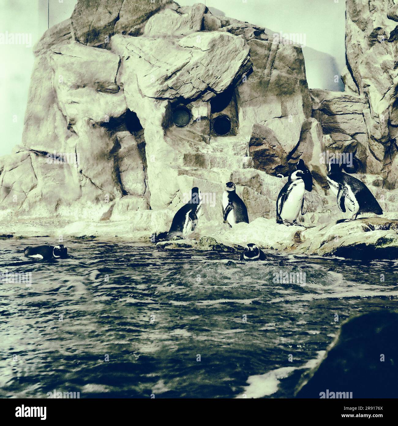 Penguin vector hi-res stock photography and images - Alamy