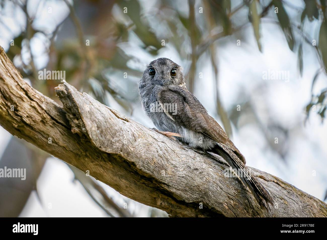 Nightjar flying hi-res stock photography and images - Alamy