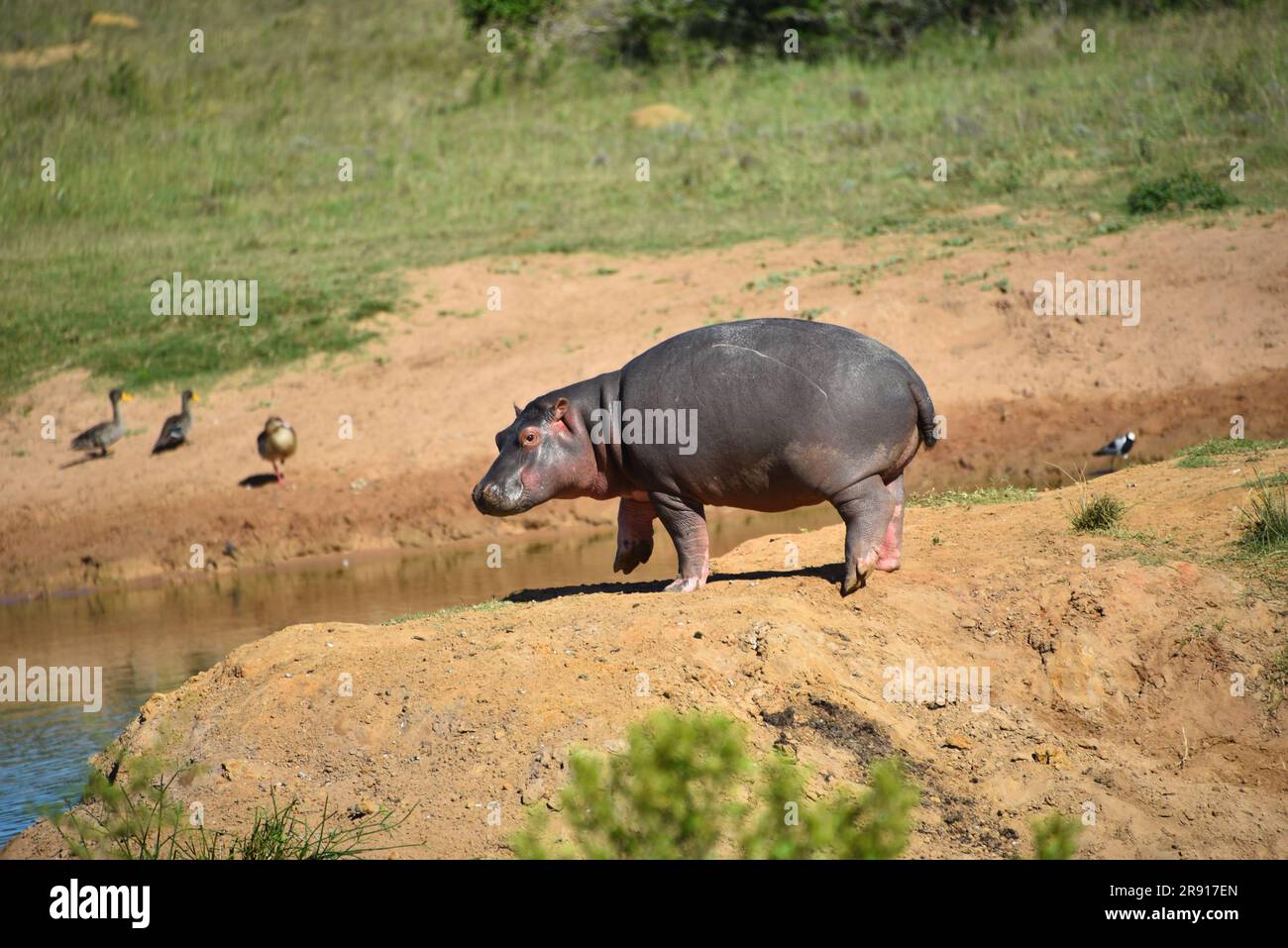 Large format close up of a cute young wild Hippopotamus calf walking on ...
