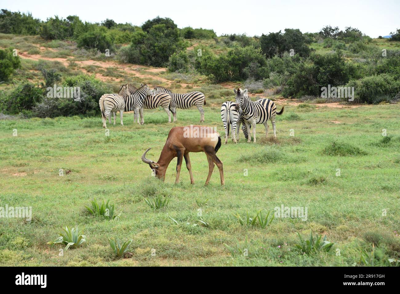 Africa- Large Format close up of a wild Hartebeest antelope grazing ...