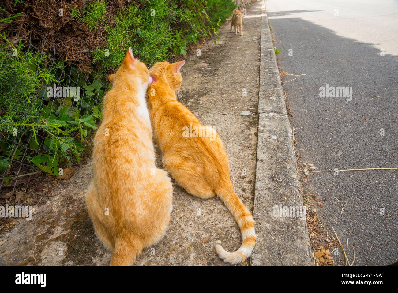 Two cats in contact Stock Photo - Alamy