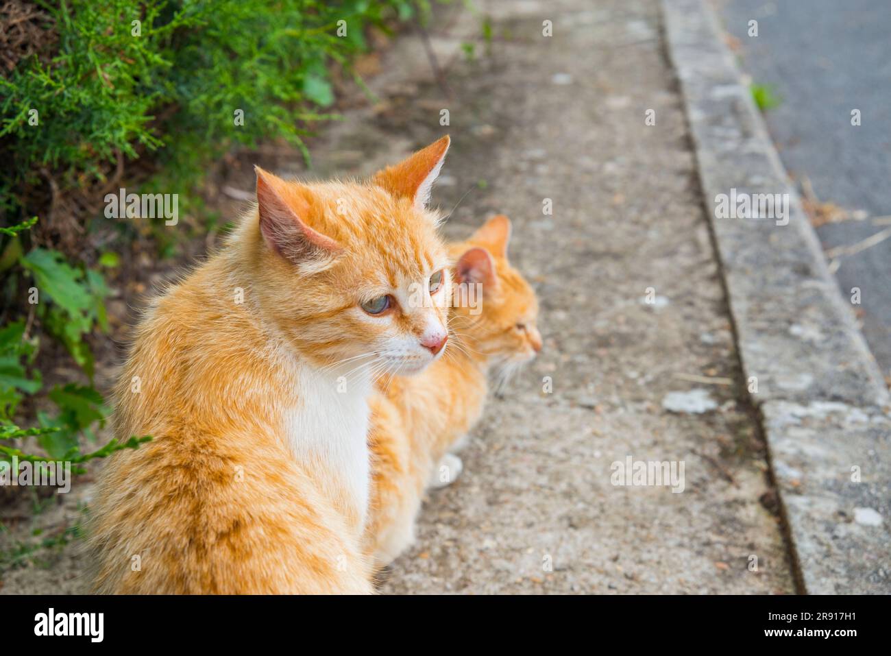 Two stray cats Stock Photo - Alamy