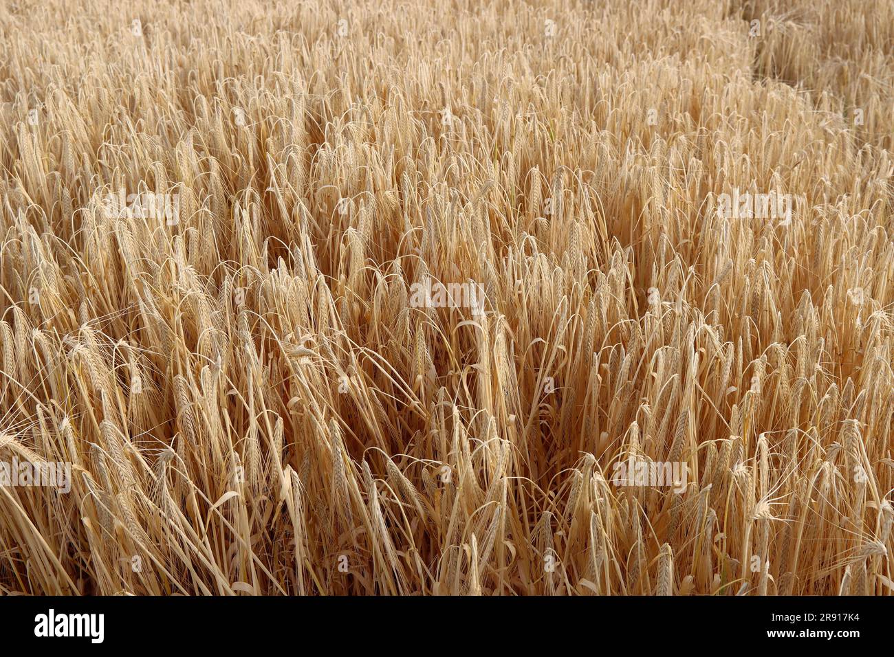 Ripe Grain Field - Bread For The World Stock Photo - Alamy