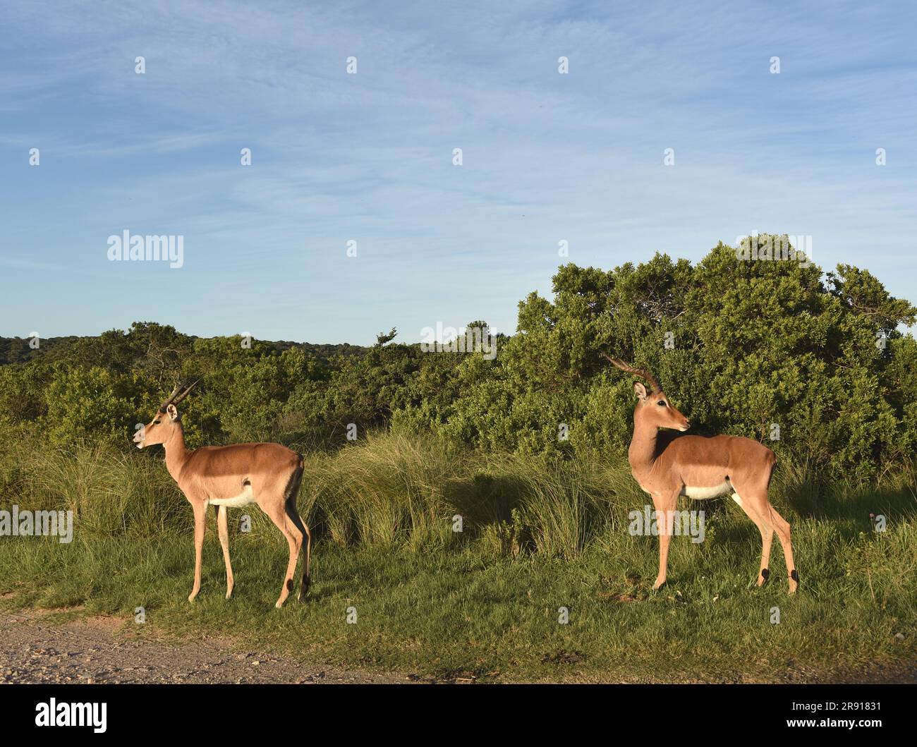 Close up of two wild Impala antelopes standing in grass and bushes in ...