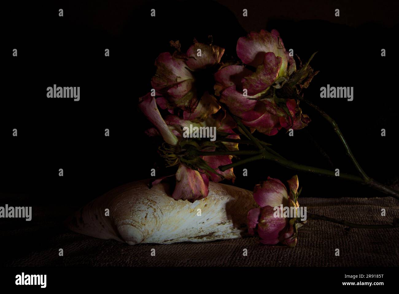 Rotten roses with a black background Stock Photo - Alamy