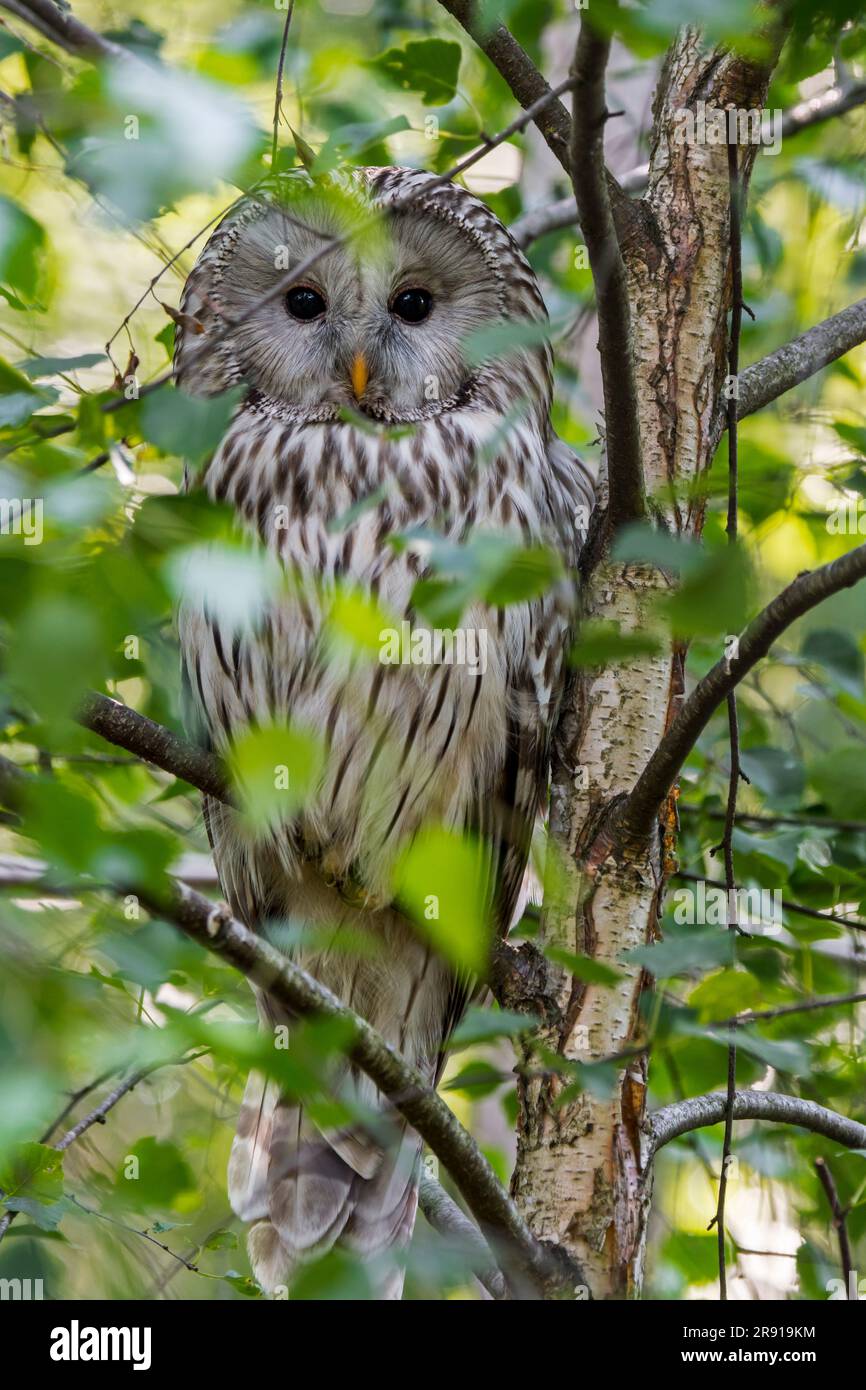 Scandinavian and russian taiga hi-res stock photography and images - Alamy