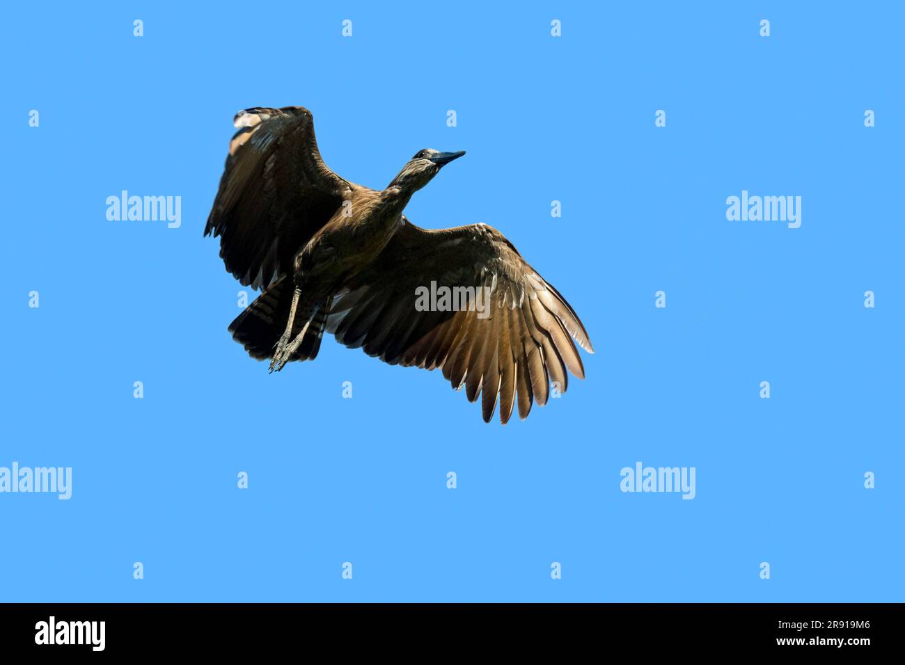 Hamerkop (Scopus umbretta) in flight against blue sky, wading bird ...