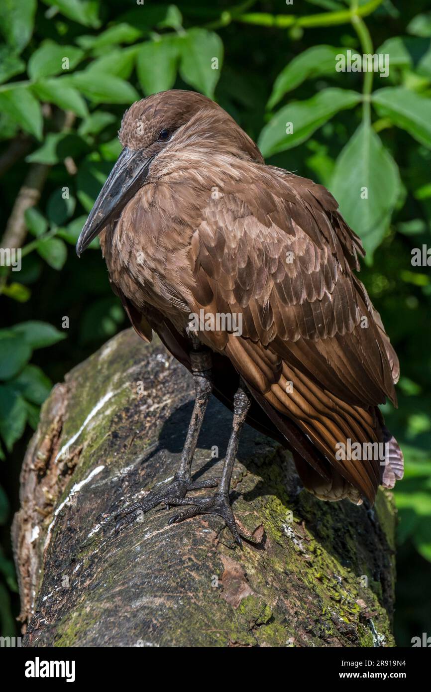 Hamerkop (Scopus umbretta) perched in tree, wading bird native to ...