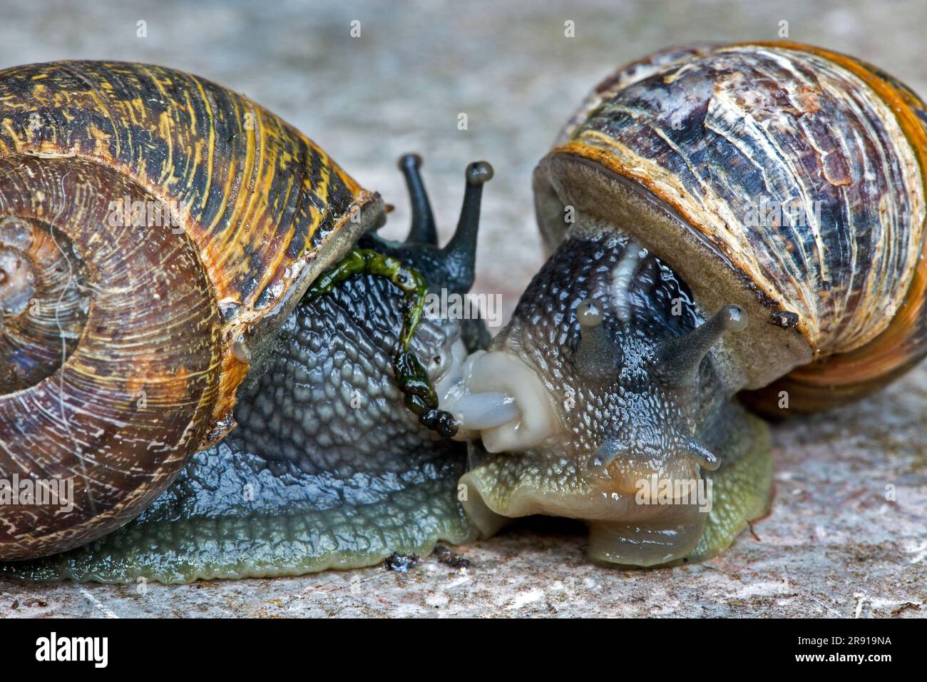 Two mating garden snails (Cornu aspersum / Cryptomphalus aspersus ...
