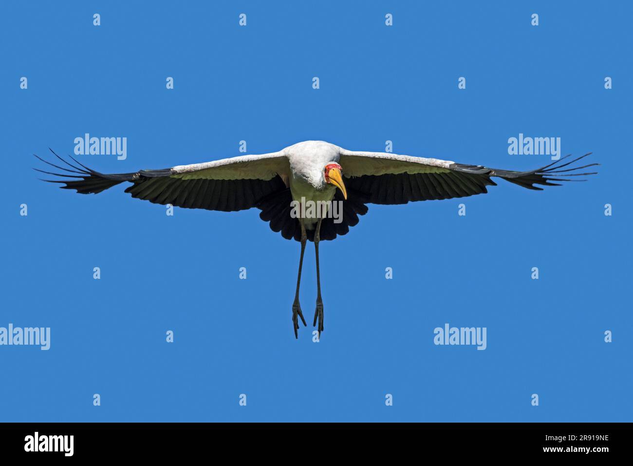 Yellow-billed stork / wood ibis (Mycteria ibis) in flight against blue ...