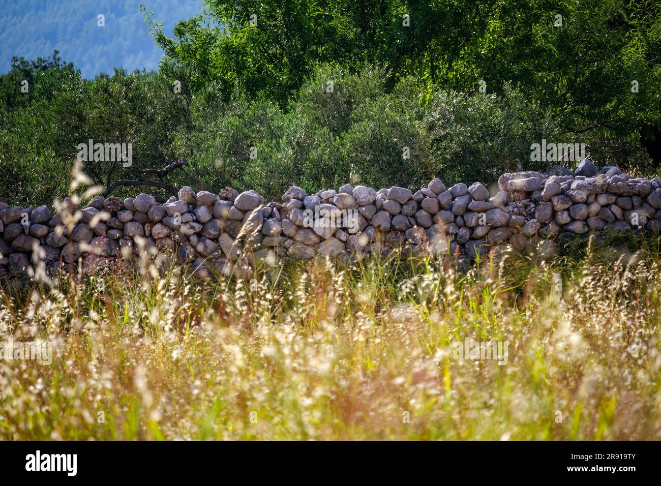 Old stone wall in the field in front of olive trees Stock Photo - Alamy