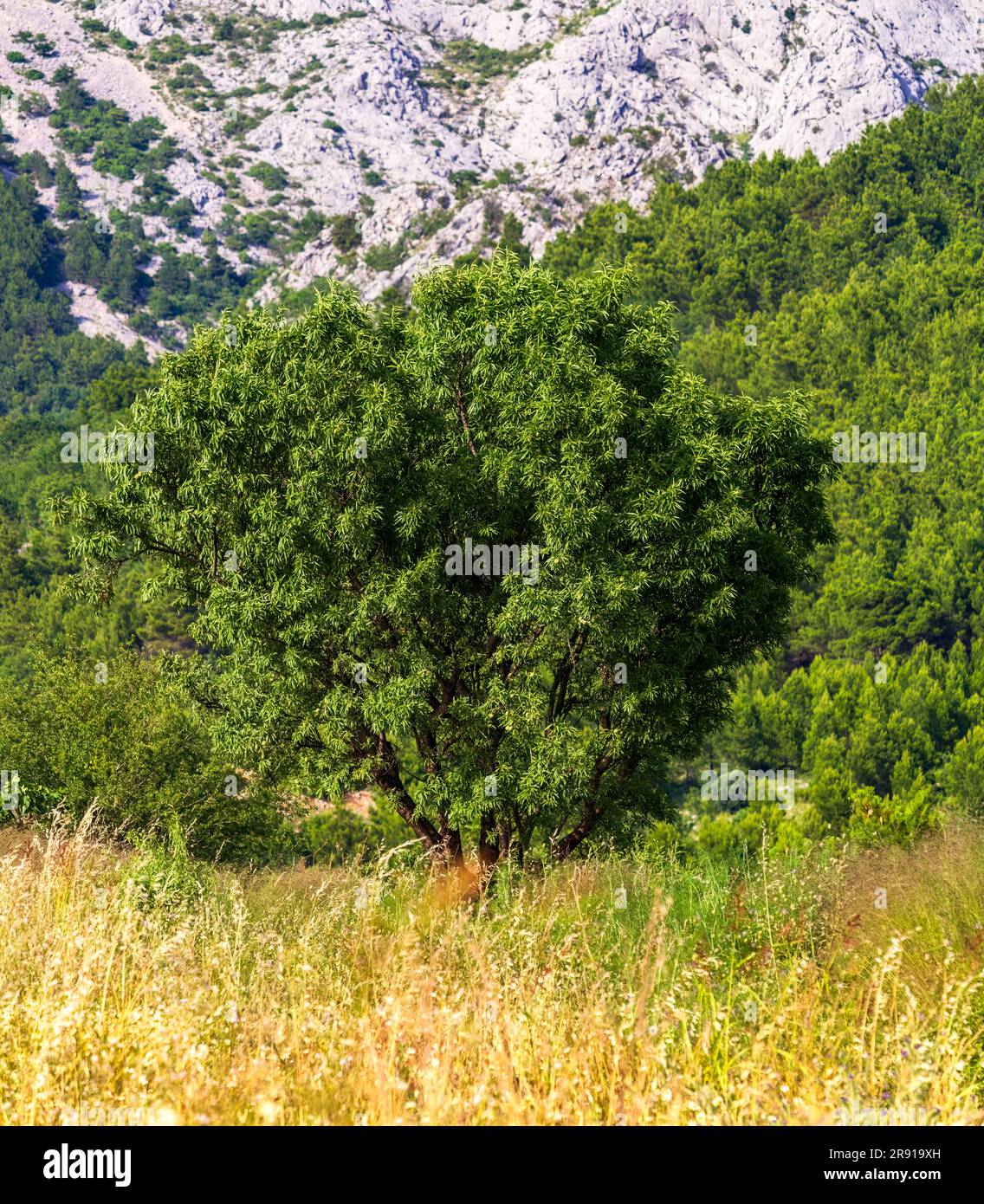 Walnut tree in mountain field Stock Photo - Alamy