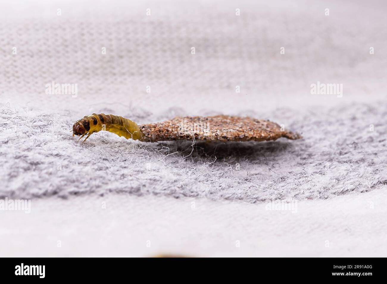 Bagworm moth cocoon hi-res stock photography and images - Alamy