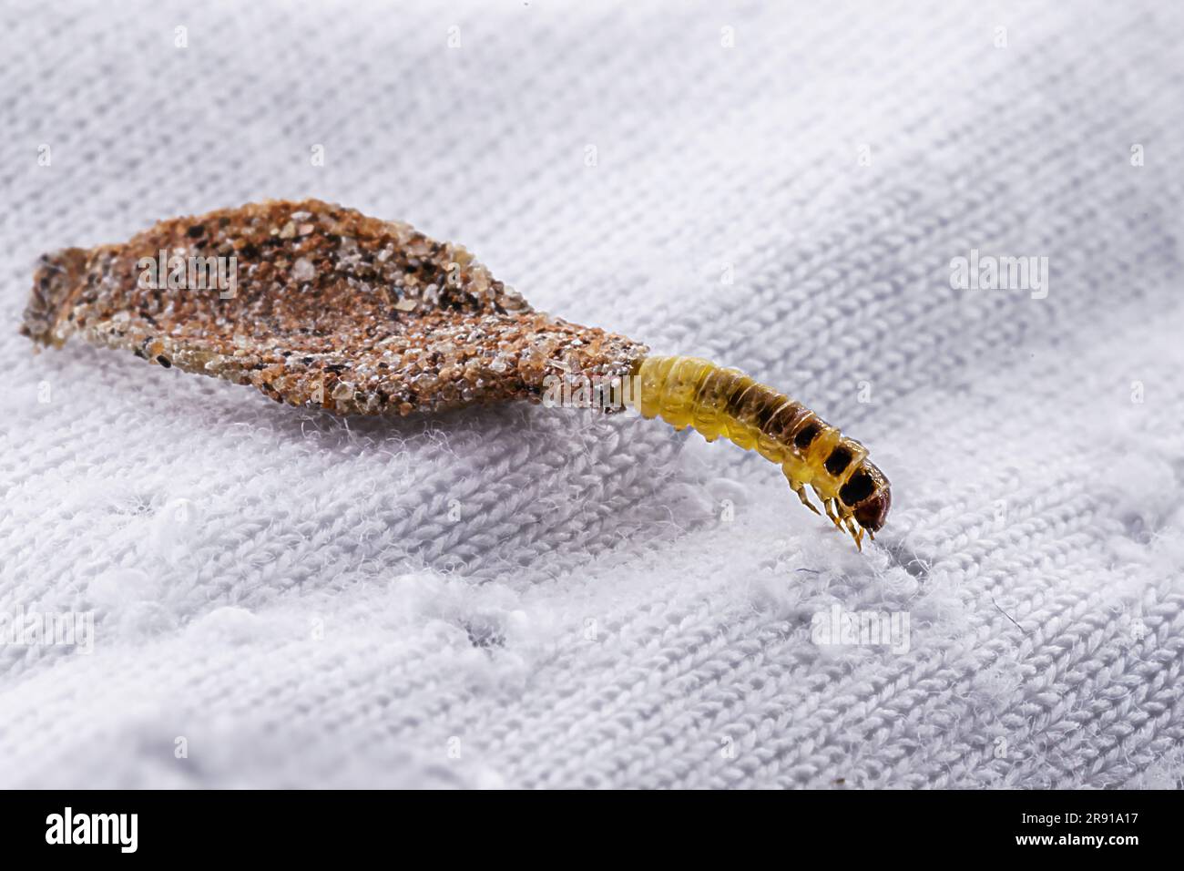 Wall moth larvae, or clothing moths, feed on fur, wool, dead skin ...