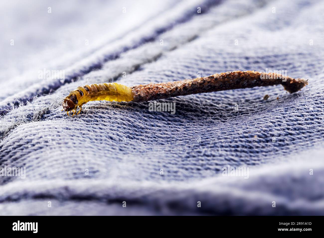 Wall moth larvae, or clothing moths, feed on fur, wool, dead skin ...