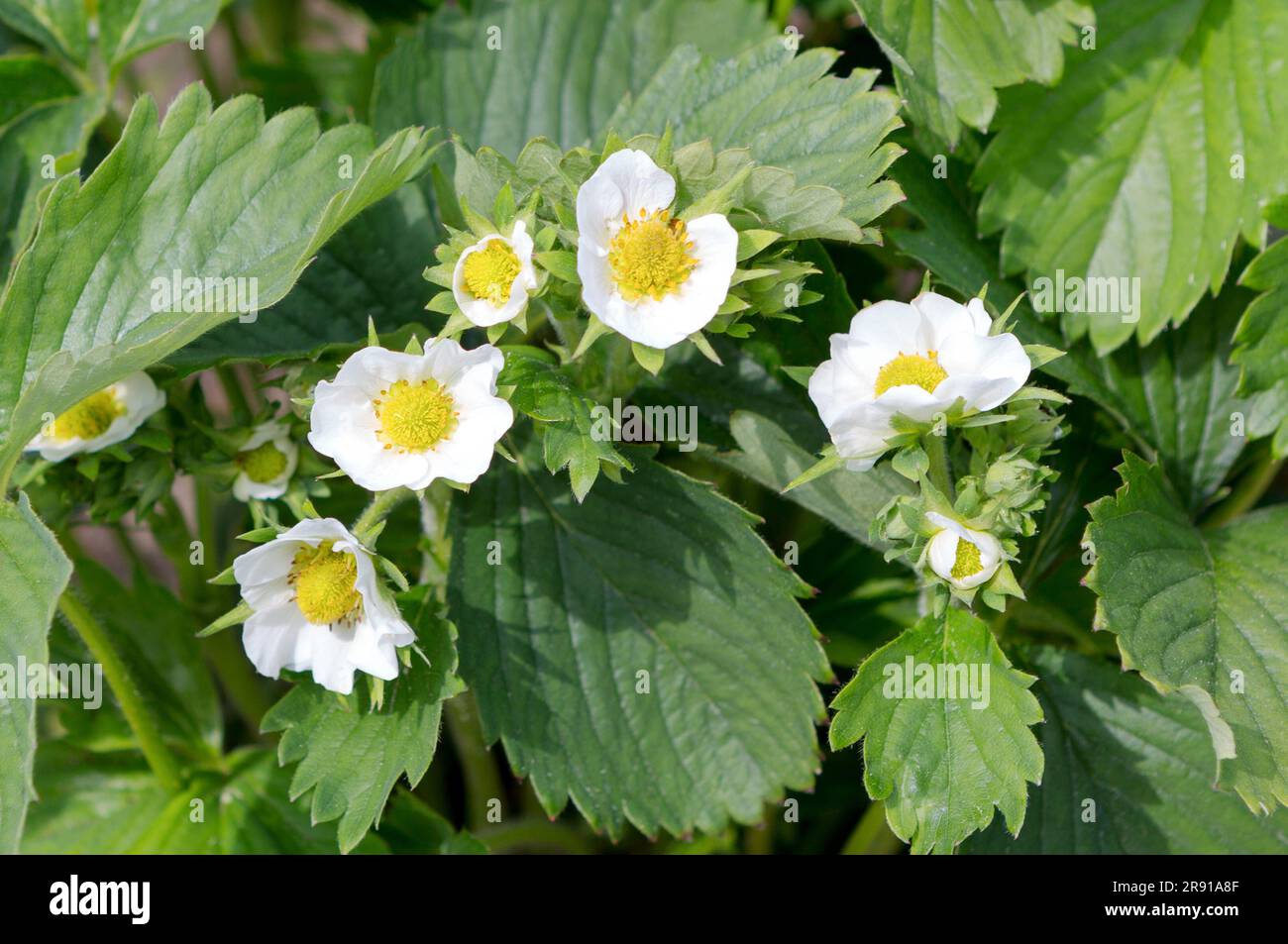 Strawberry flowering. Strawberry bushes with flower in garden Stock ...