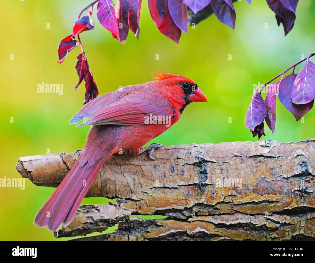 Northern Cardinal male with purple leaves Stock Photo - Alamy