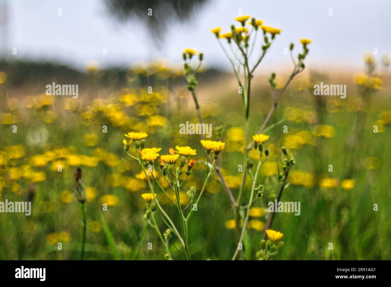 Common bubble hi-res stock photography and images - Alamy