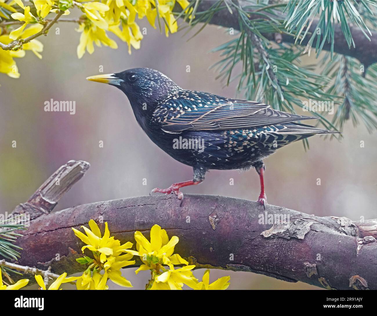 European Starling in spring Stock Photo - Alamy