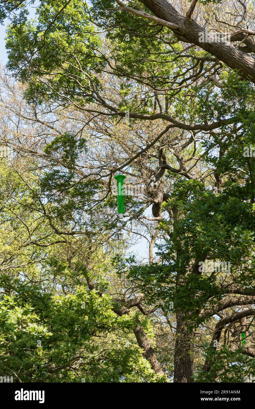 Trap for Oak processionary moth in Richmond Park Stock Photo - Alamy