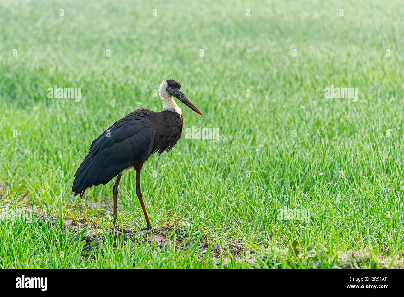 A woolly neck stork resting in a paddy field Stock Photo - Alamy