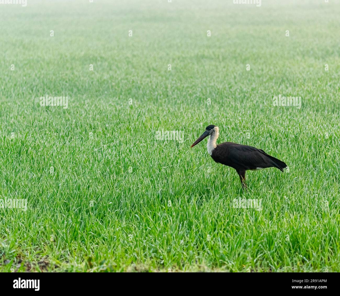 A woolly neck stork roaming in a paddy field Stock Photo - Alamy