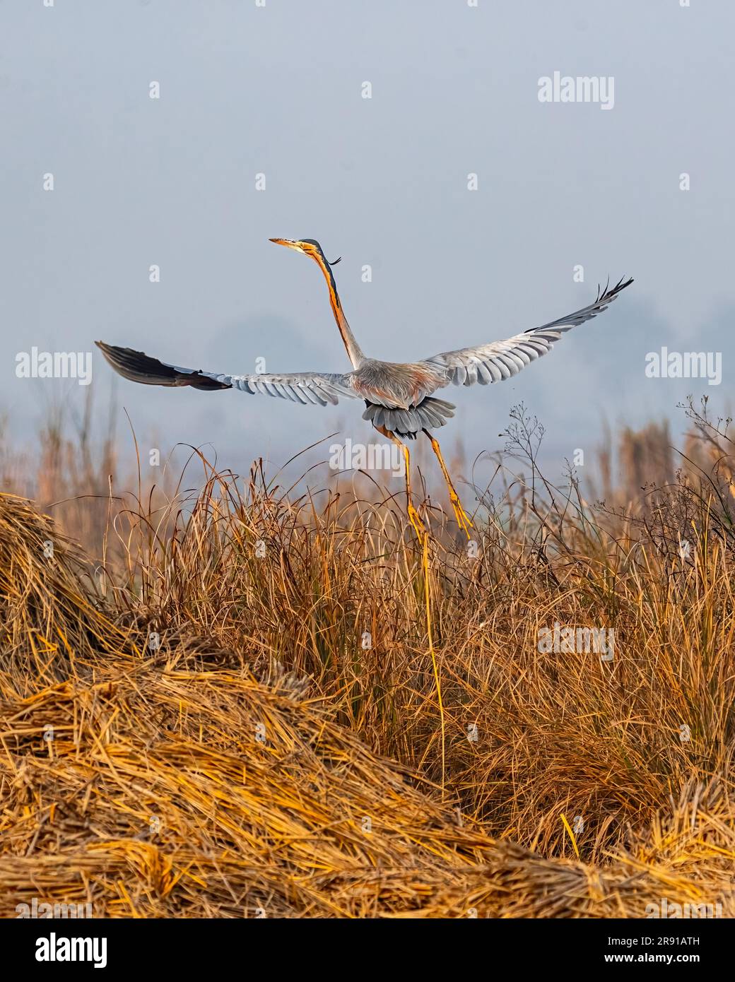 A purple heron with horizontal wings Stock Photo - Alamy